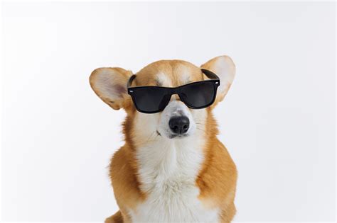 사랑스러운 귀여운 웨일스 어 Corgi Pembroke는 흰색 배경에 앉아 옆을 바라 보는 안경을 쓰고 있습니다 가장 인기있는