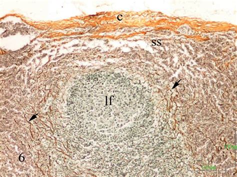 Histological Appearance Of Goat Hemal Node In A Paraffin Section