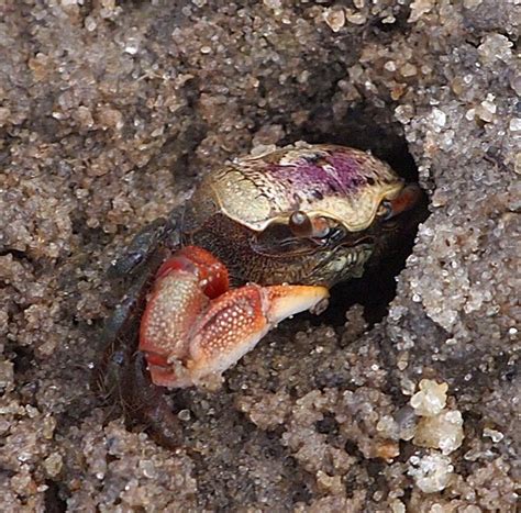Atlantic Sand Fiddler Crab Uca Pugilator 9 Fiddler Crab Crab Beach
