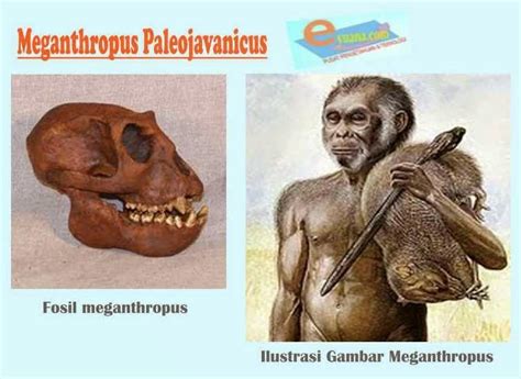 Meganthropus By Giantmonster77 On Deviantart
