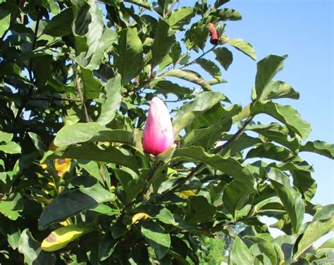 Magnificent Magnolia Tree Buds Flowers And Fruit — Steemit