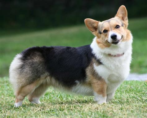 Corgi Puppy Arizona