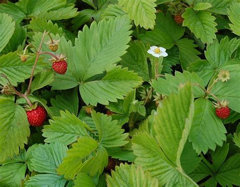 Fragaria Vesca Walderdbeere