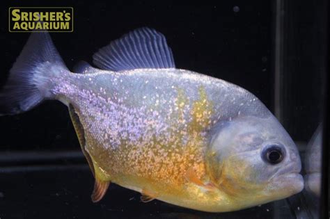 ピラニア ピラヤ（ブラジル、サンフランシスコ川産）｜中・大型カラシンの仲間 Characin ｜スリッシャーズ アクアリウム