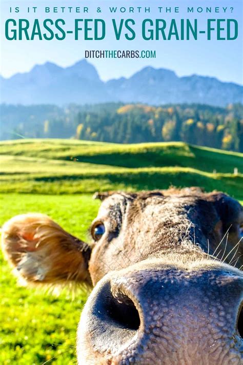 🐮 Is Grass Fed Meat Really Better Or Worth It 🐓 Thinlicious