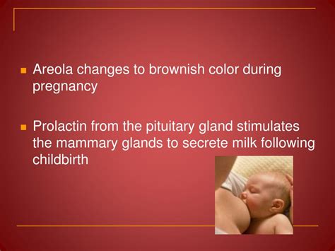 Ppt Reproductive System Powerpoint Presentation Free Download Id