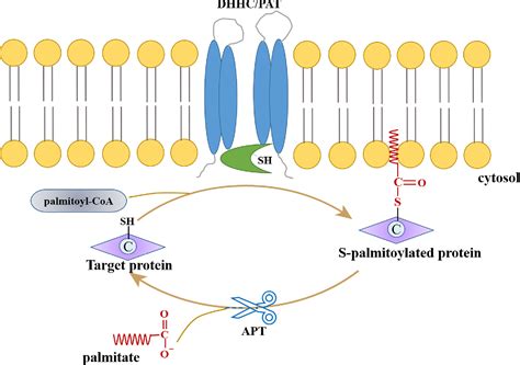 Figure 1 From Protein Palmitoylation Modification During Viral Infection And Detection Methods