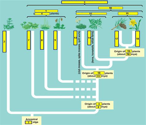 Quia Ap Chapter 30 Seed Plants Basic