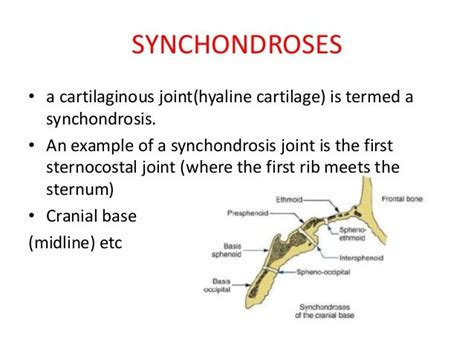 Image Result For Synchondrosis Of The Cranial Base Orthodontics