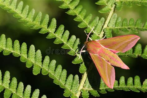 A Stunning Elephant Hawk Moth Deilephila Elpenor Perching On A Foxglove
