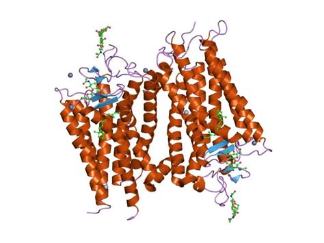 Mempro™ Cell Based Rhodopsin Production Creative Biostructure