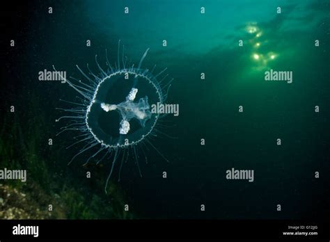 Freshwater Jellyfish Craspedacusta Sowerbii Lake Lugano Switzerland