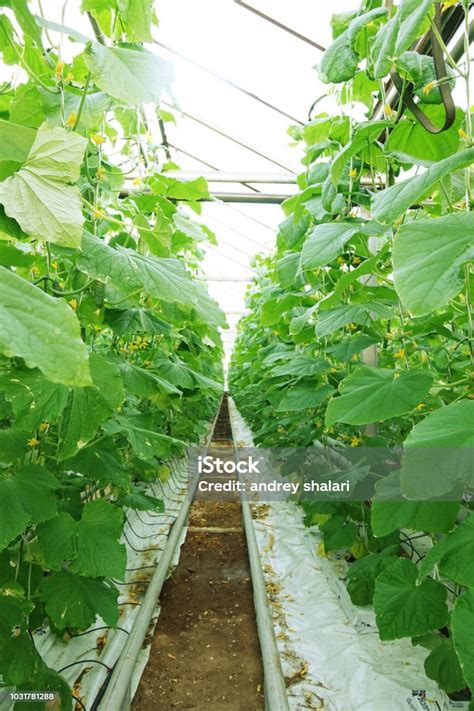 산업 온실에서 신선한 녹색 오 이입니다 건강 한 다이어트에 대 한 자연 및 유기 재료입니다 0명에 대한 스톡 사진 및 기타