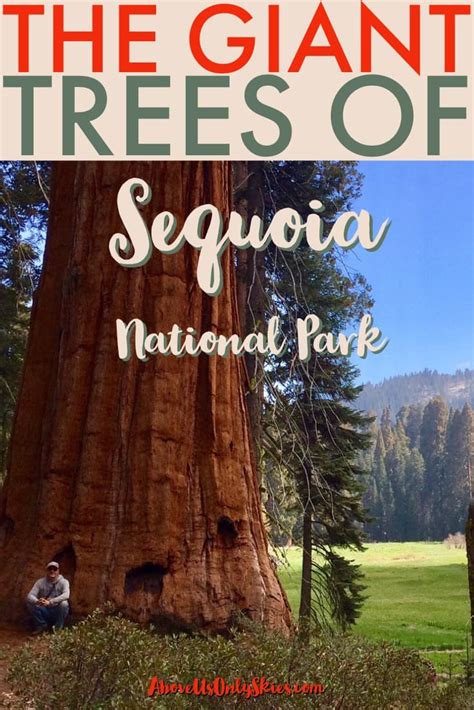 Sequoia Tree Meaning Symbolism Tree Symbolism Meanings 50 Off