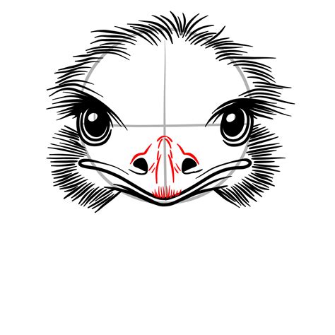 How To Draw An Emus Face In Front View 16 Easy Steps