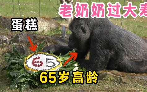 65岁大猩猩过生日，场面有点搞笑又有点心酸，希望它可以长命百岁 哔哩哔哩 Bilibili