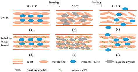 Myofibrillar Protein Interacting With Trehalose Elevated The Quality Of