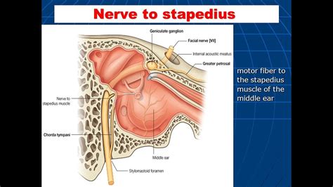Nerve To Stapedius And Its Supply To Stapedius Muscle Youtube