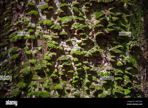 Texture Of Mossy Mushrooms At Allegheny National Forest USA Stock Photo Alamy