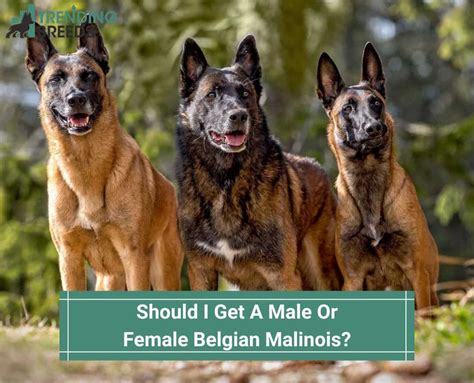 Should I Get A Male Or Female Belgian Malinois 2024