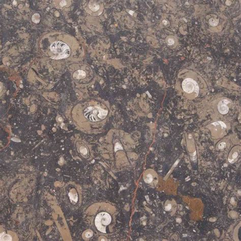Hawaii Stone Brown Fossil Slab