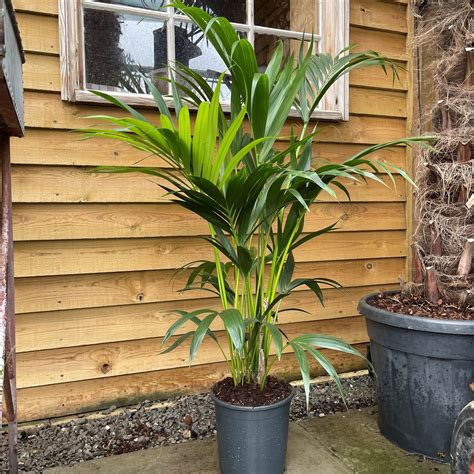 Kentia Palm Outdoors
