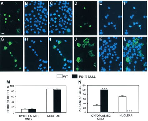 Subcellular Localization Of Membrane Tethered And Non Membrane Tethered Download Scientific
