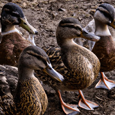 Ducks Hyper Realistic Photograph With Intricate Detail · Creative Fabrica