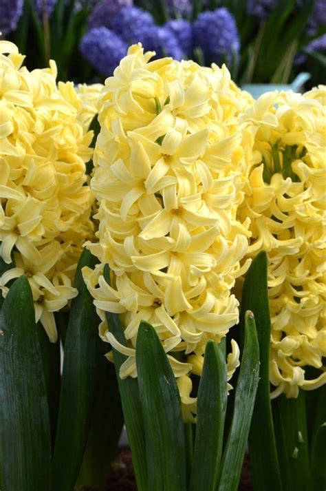 Pin by Perihan Yıldırım on Sümbül | Fragrant flowers, Bulb flowers ...
