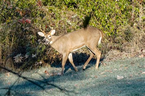 Deer Management Assistance Program Permits Now On Sale Abc27
