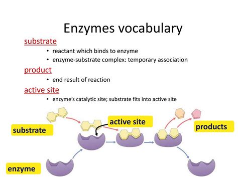 Ppt Enzymes Powerpoint Presentation Free Download Id 2265387