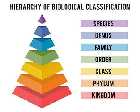 Genus Classification Taxonomy Species Biodiversity