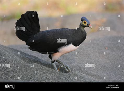 Maleo Macrocephalon Maleo Bakiriang Wildlife Reserve Indonesia