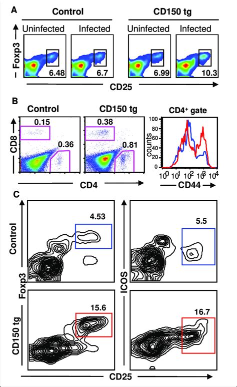 Mv Infection Increases The Proportion Of Cd4 Cd25 Foxp3 Tregs A