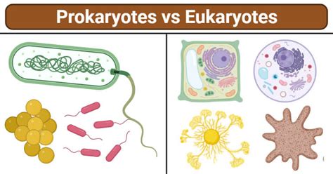 Prokaryotes Vs Eukaryotes Definations Structures 49 Off