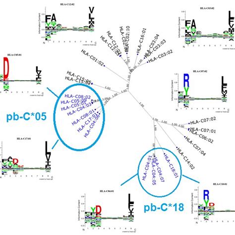 1 mhccluster tree created for the functional clustering of hla b