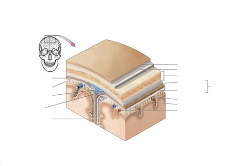 Unit Bio Meninges Membranes Surrounding The Brain And Spinal Cord Diagram Quizlet