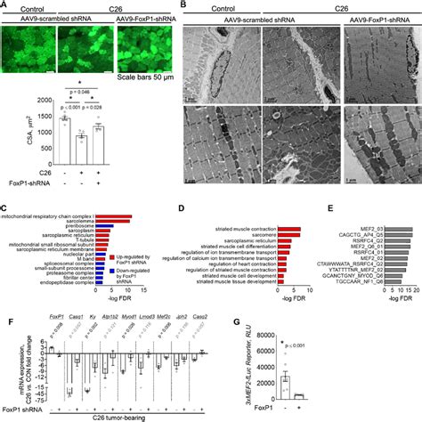 Foxp1 Mediates Cancer‐induced Muscle Atrophy And The Repression Of Mef2