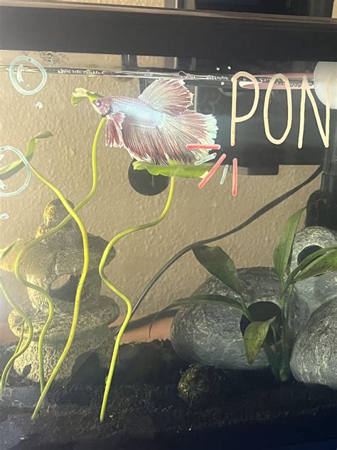 Blind Fish 😢 Rbettafish