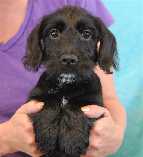 We Are Cocker Spaniel And Scottish Terrier Mix Puppies Now Ready For Adoption Into Loving Forever
