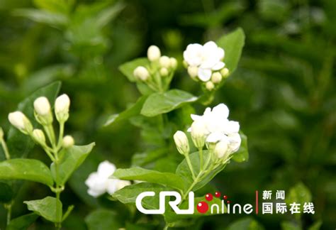 2010年中国国际茉莉花文化节在广西横县开幕图新闻中心新浪网