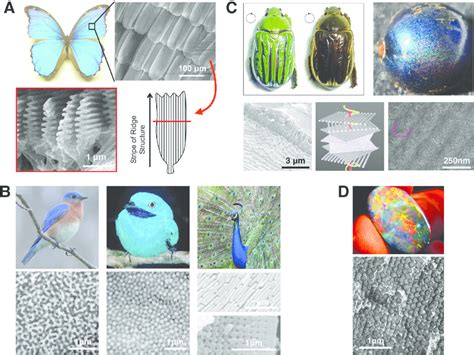 Structural Colours In Nature That Have Attracted Significant Biomimicry