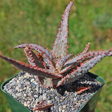 Purple People Eater Aloe Aloe Hybrid Shop Online At Planet Desert