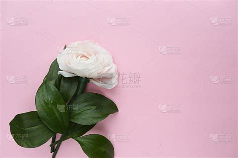 明信片的布局