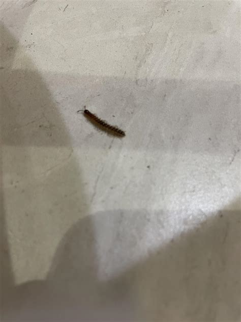 Stone Centipede Rwhatsthisbug