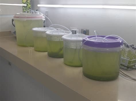 My Microalgae Culture Is Sedimenting And Separating Into Two Phases