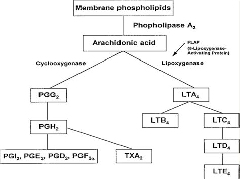 Pathogenesis Of Asthma Ppt