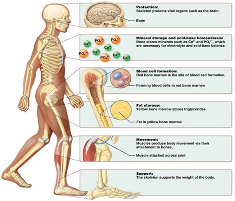7 Skeletal System 6 Integumentary Flashcards Quizlet