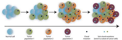 Cancer Heterogeneity Unprecedented Results For Wga Bioskryb