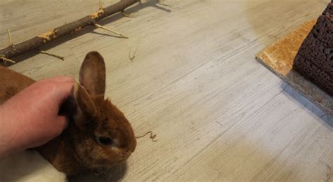 Kaninchen zähmen Zähmungsart Rahmenbedingungen Ablauf